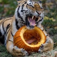 Manufactured Home missing HUD tag and Data plate - FHA ...